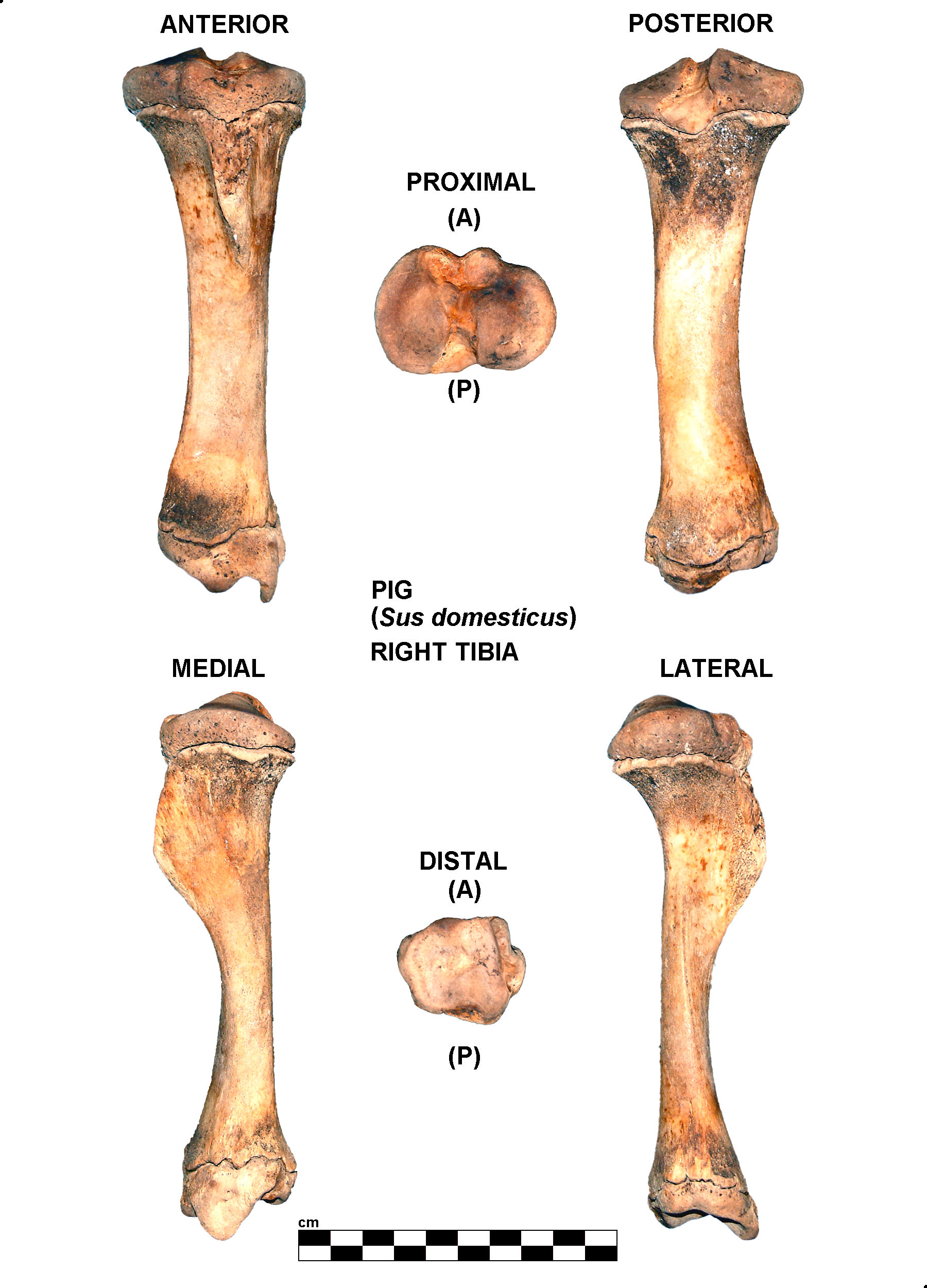 What do these bones and remains found on a beach in Northwestern ...